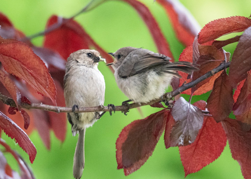 Conditional Bird Love | The Urban Nature Enthusiast