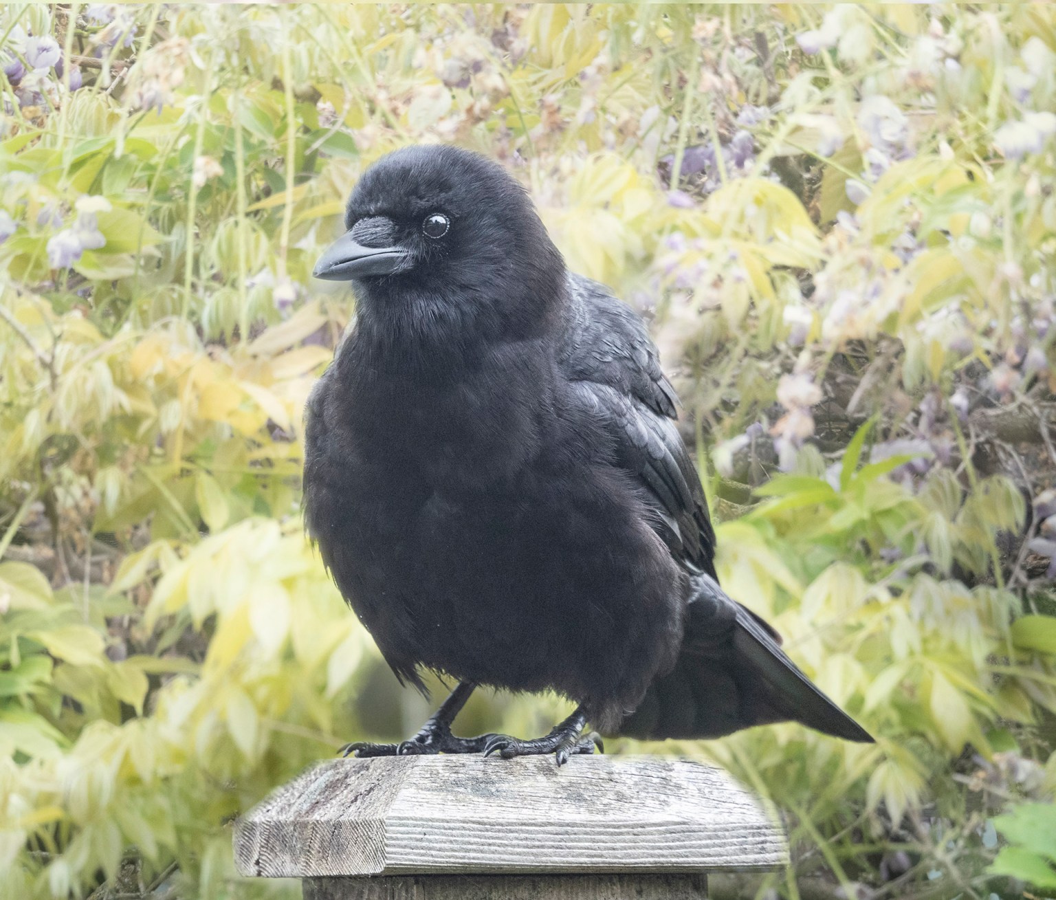 The Pants Family, Spring 2020 | The Urban Nature Enthusiast