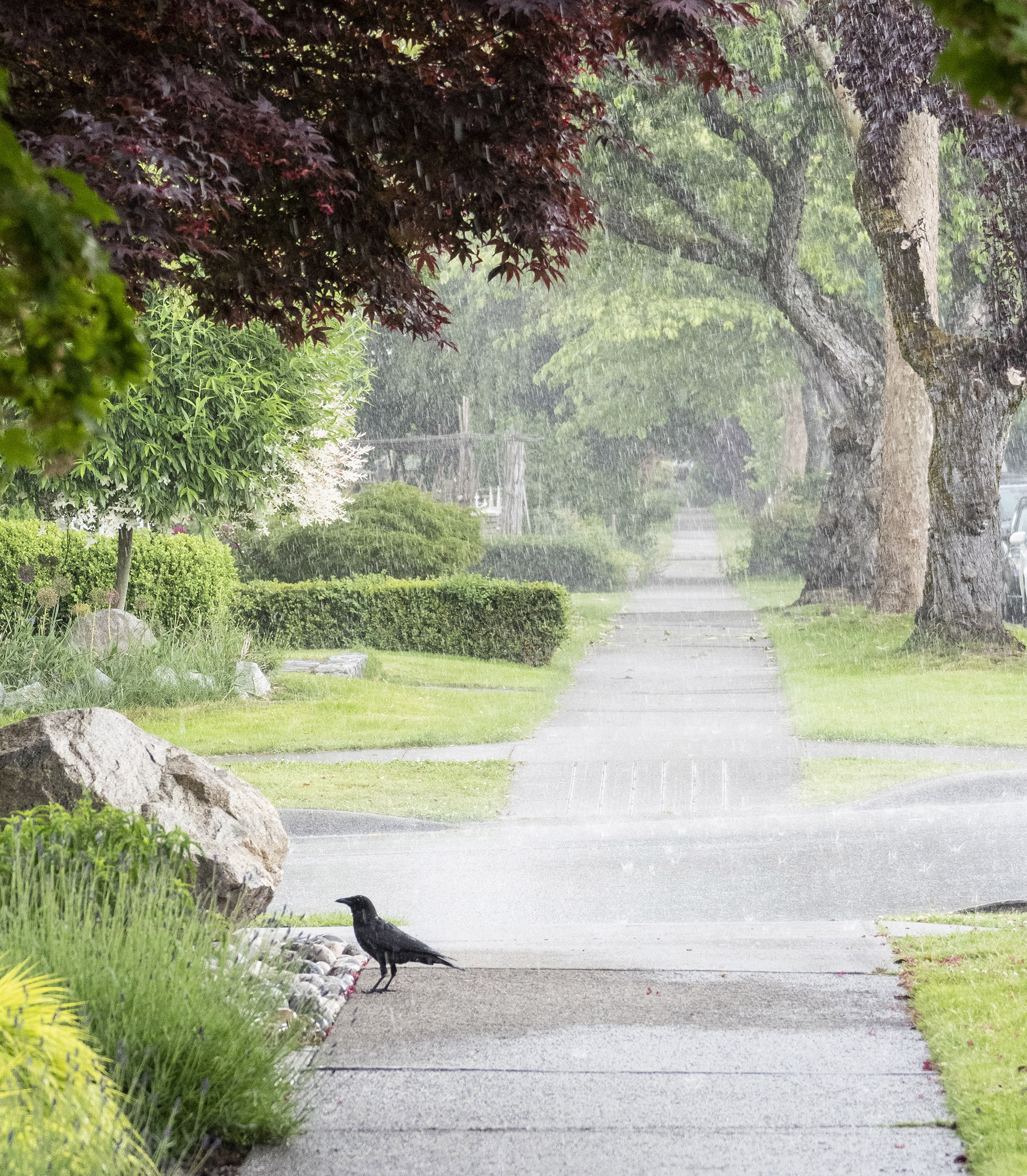Rainy Day Mr. Walker Crow | The Urban Nature Enthusiast
