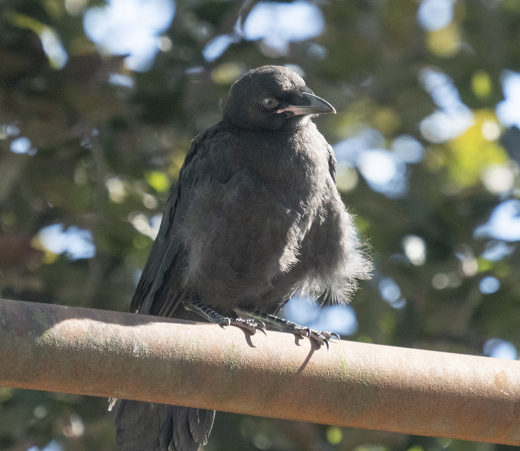 Crow Nesting Behaviour | The Urban Nature Enthusiast