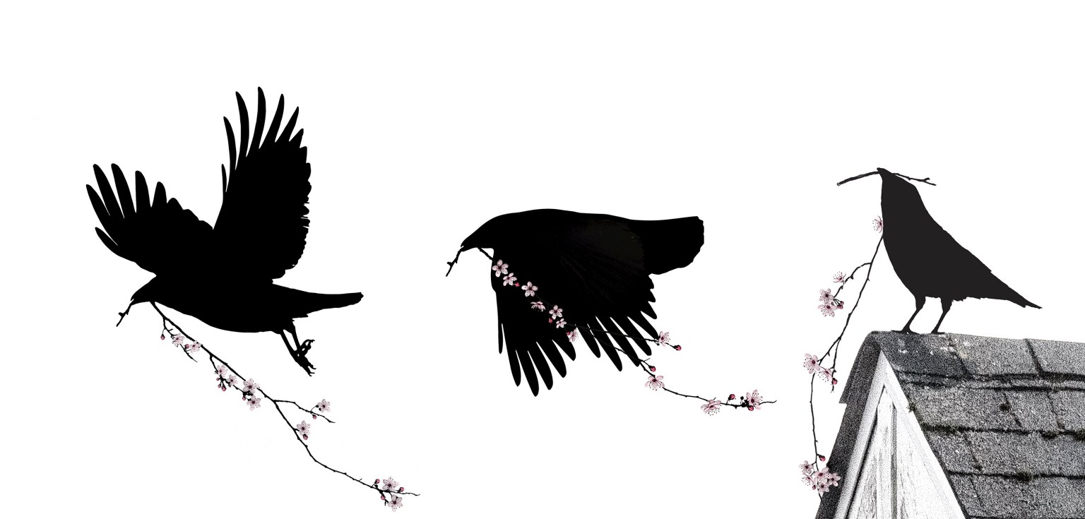 Crow Nesting Behaviour | The Urban Nature Enthusiast