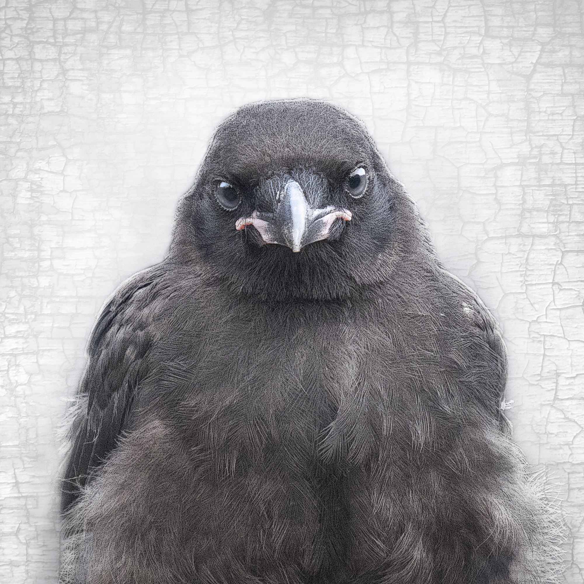 Baby Mabel Portrait | The Urban Nature Enthusiast