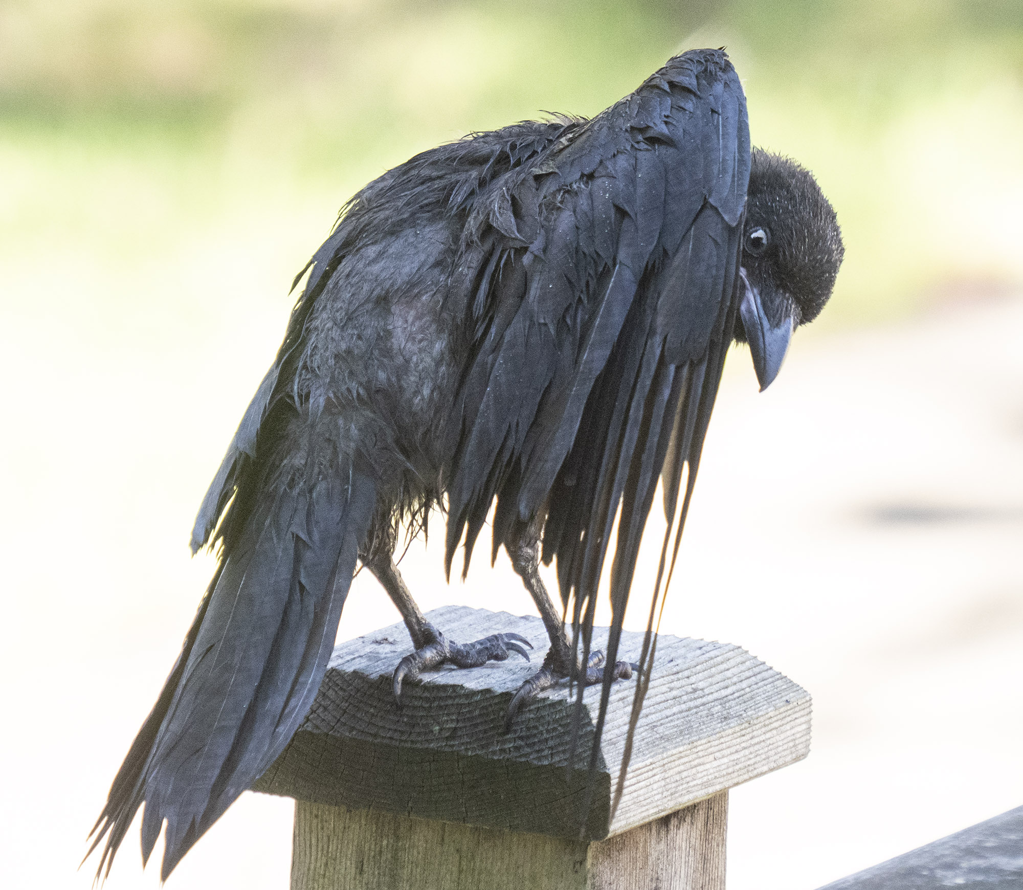 Bedraggled wet baby crow | The Urban Nature Enthusiast