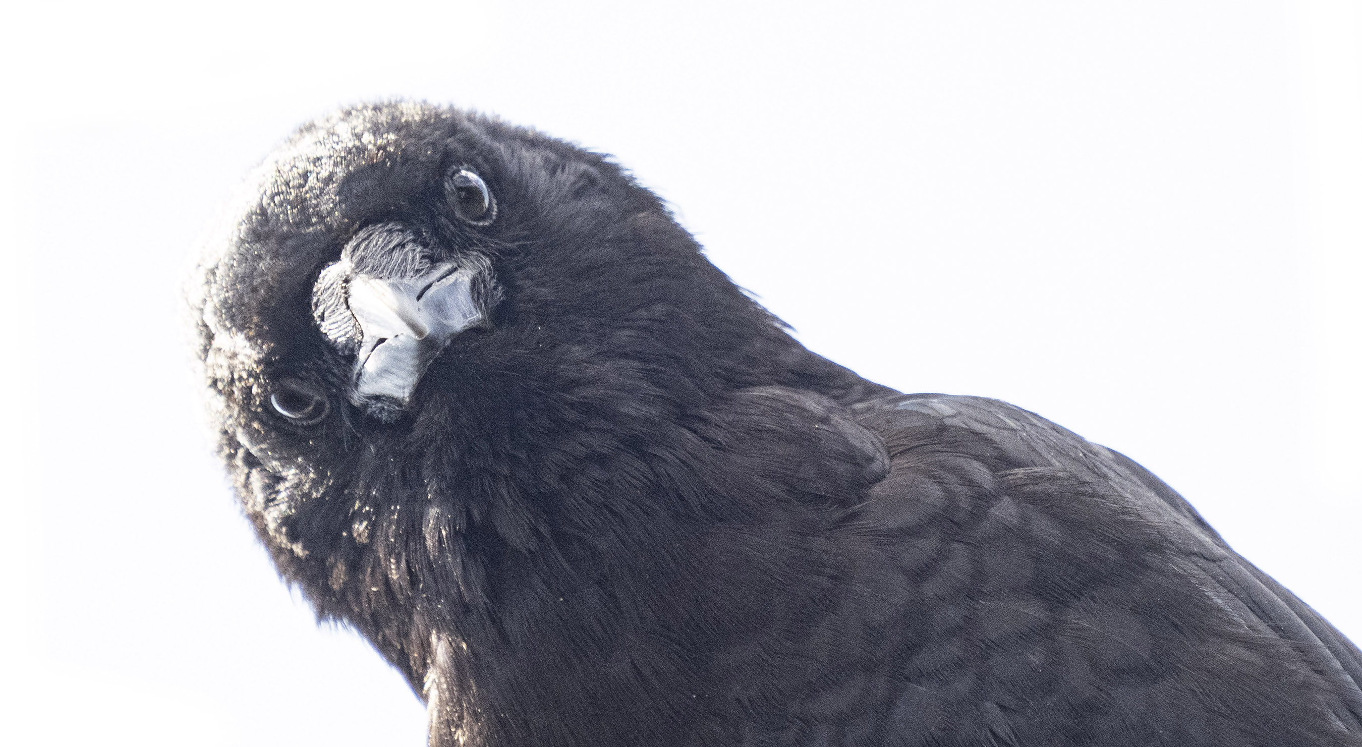 Being Adept at Adapting | The Urban Nature Enthusiast