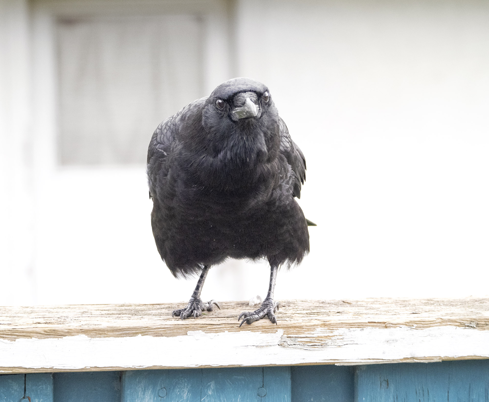 Arthur the Crow Oct 2020 | The Urban Nature Enthusiast