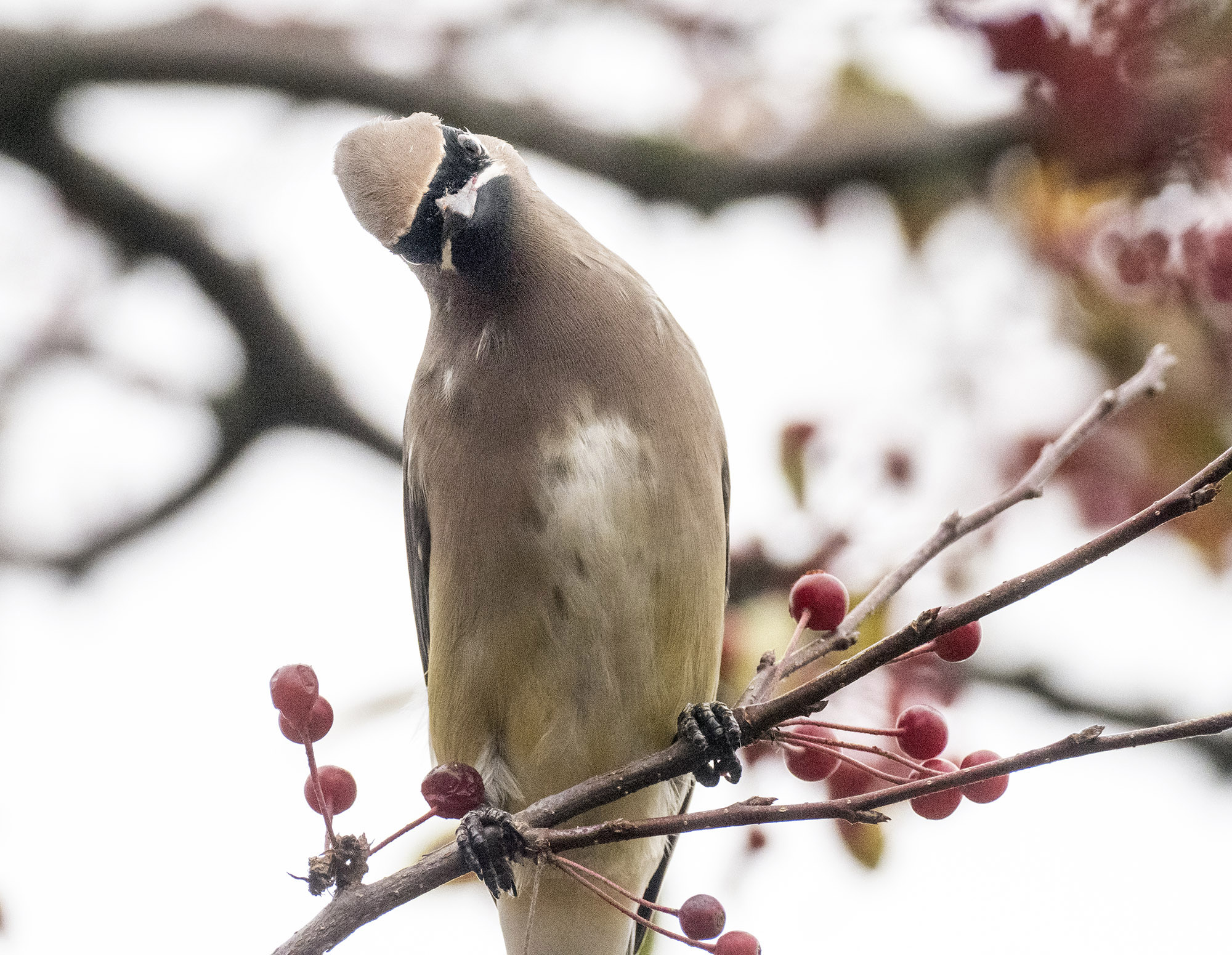 Cedar Waxwing Extravaganza | The Urban Nature Enthusiast