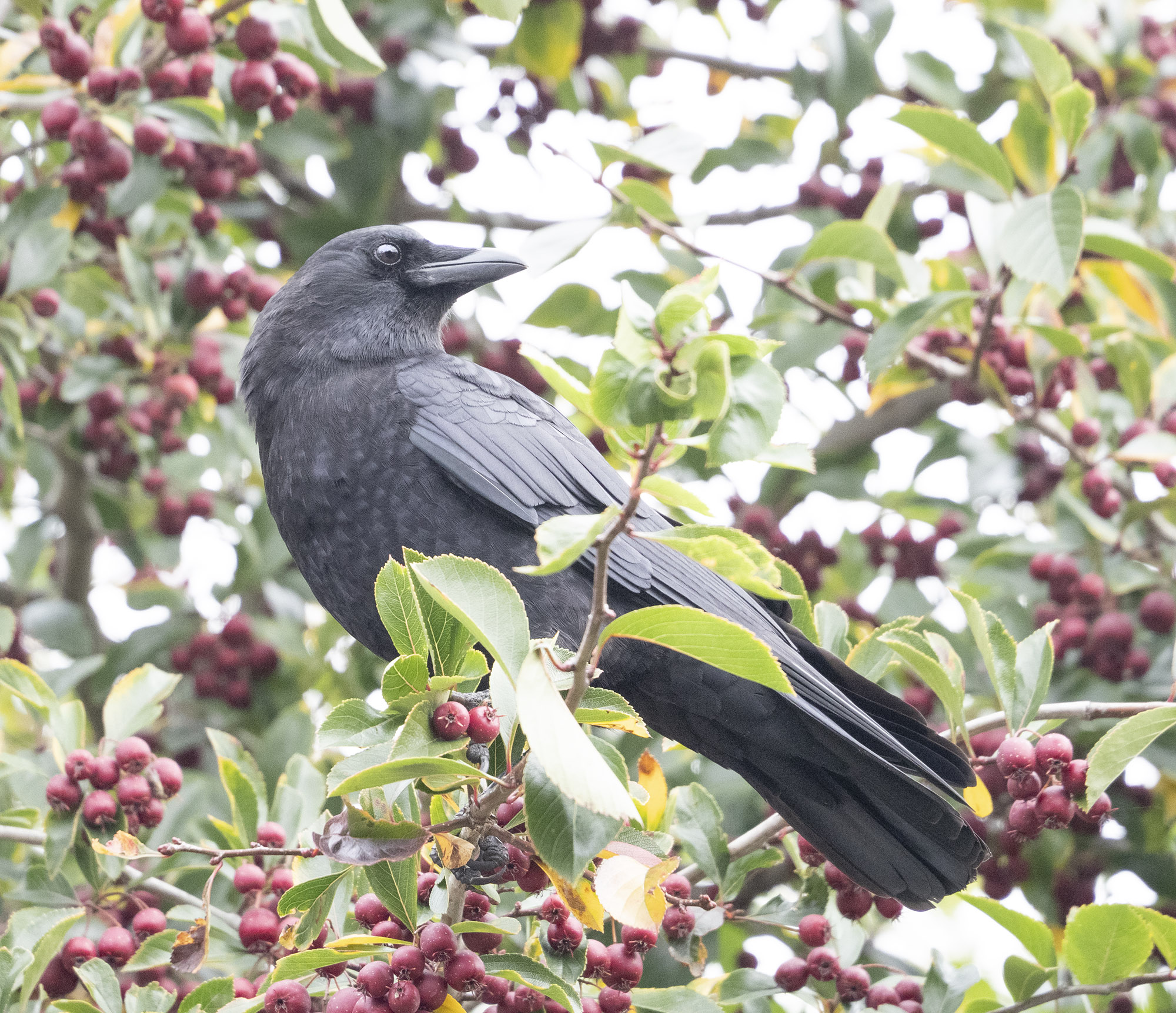 Crow in Hawthorn | The Urban Nature Enthusiast