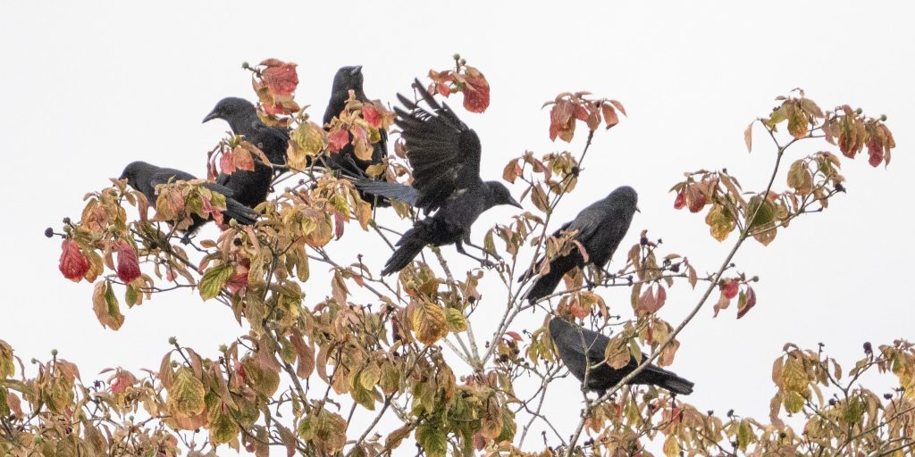 Summer’s End | The Urban Nature Enthusiast