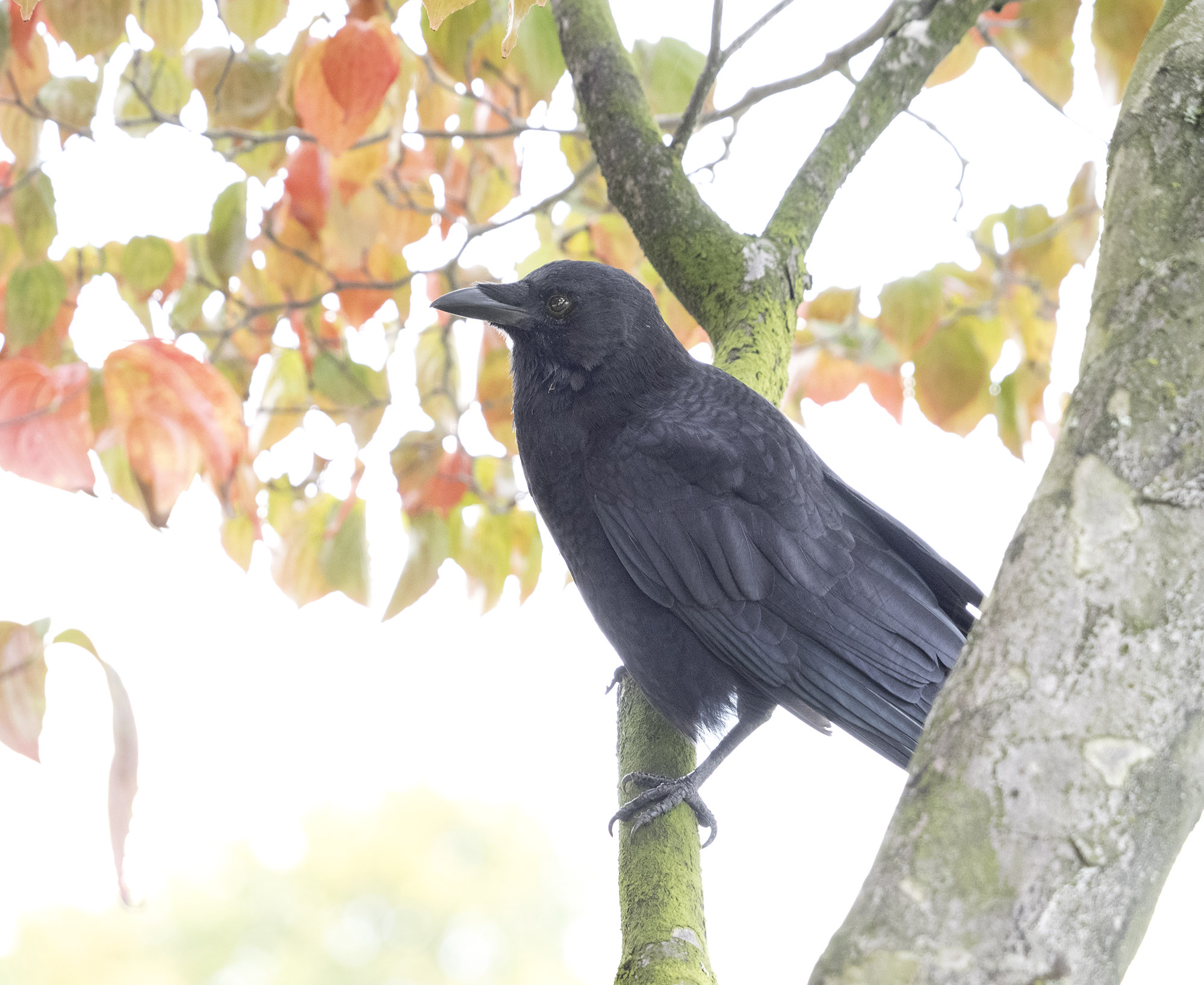 Dogwood Autumn Crow | The Urban Nature Enthusiast