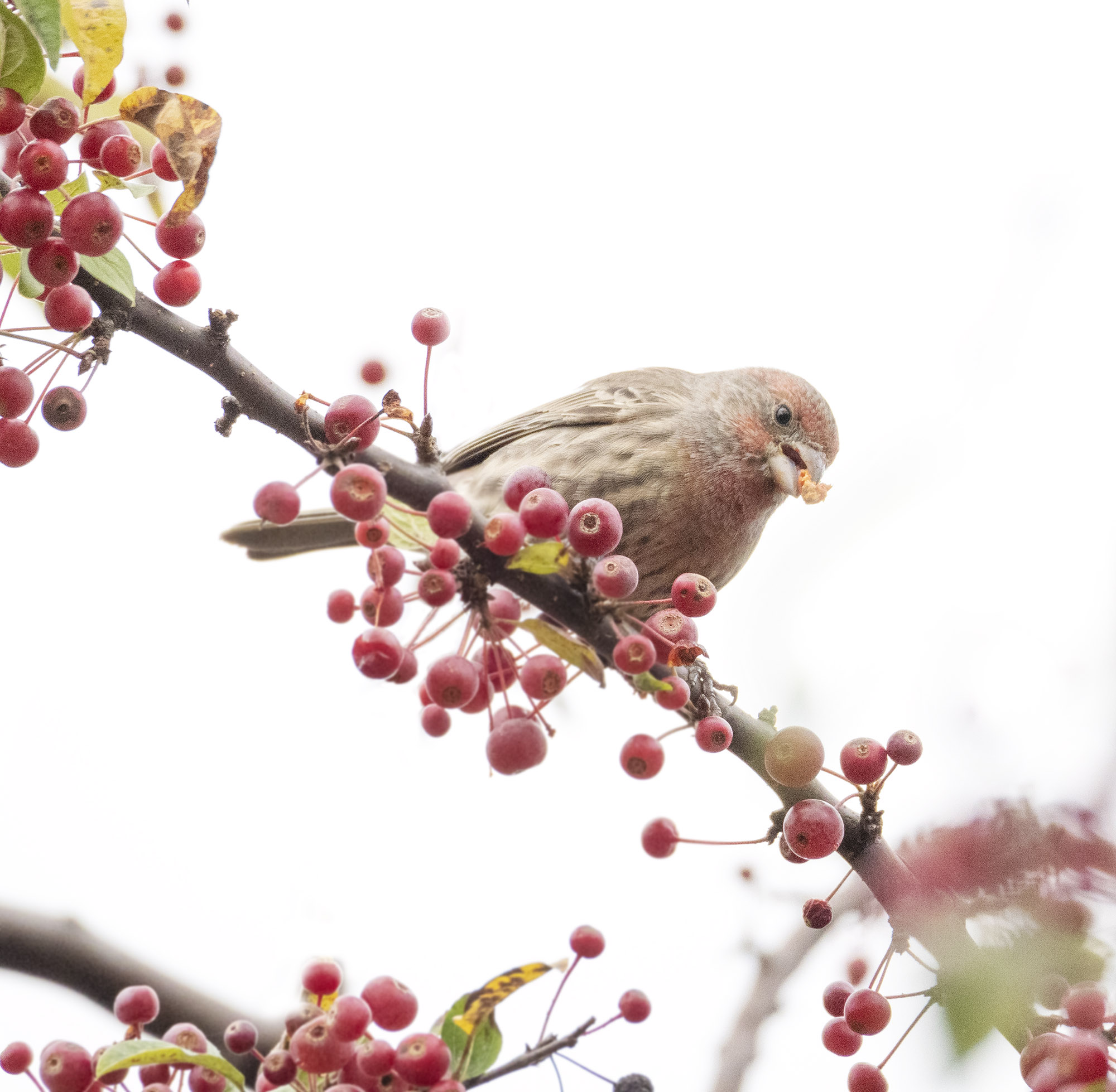House finch eating berries | The Urban Nature Enthusiast
