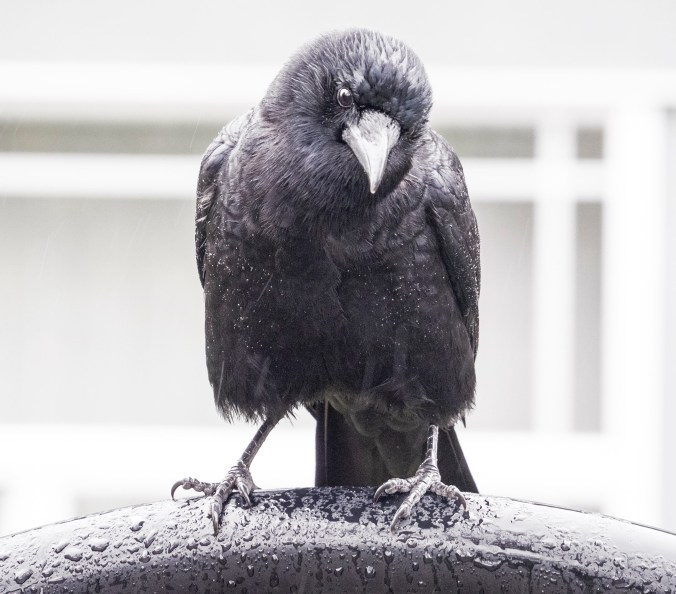 Some Wet Crows | The Urban Nature Enthusiast
