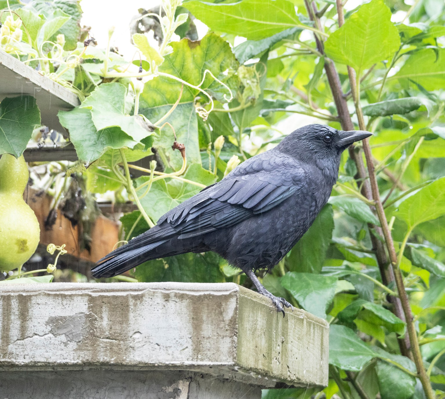 Some Wet Crows | The Urban Nature Enthusiast