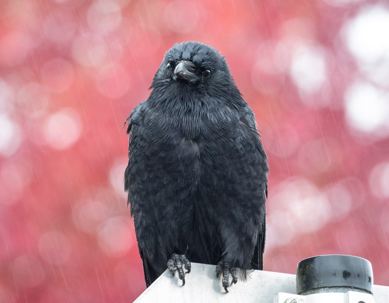 Some Wet Crows | The Urban Nature Enthusiast