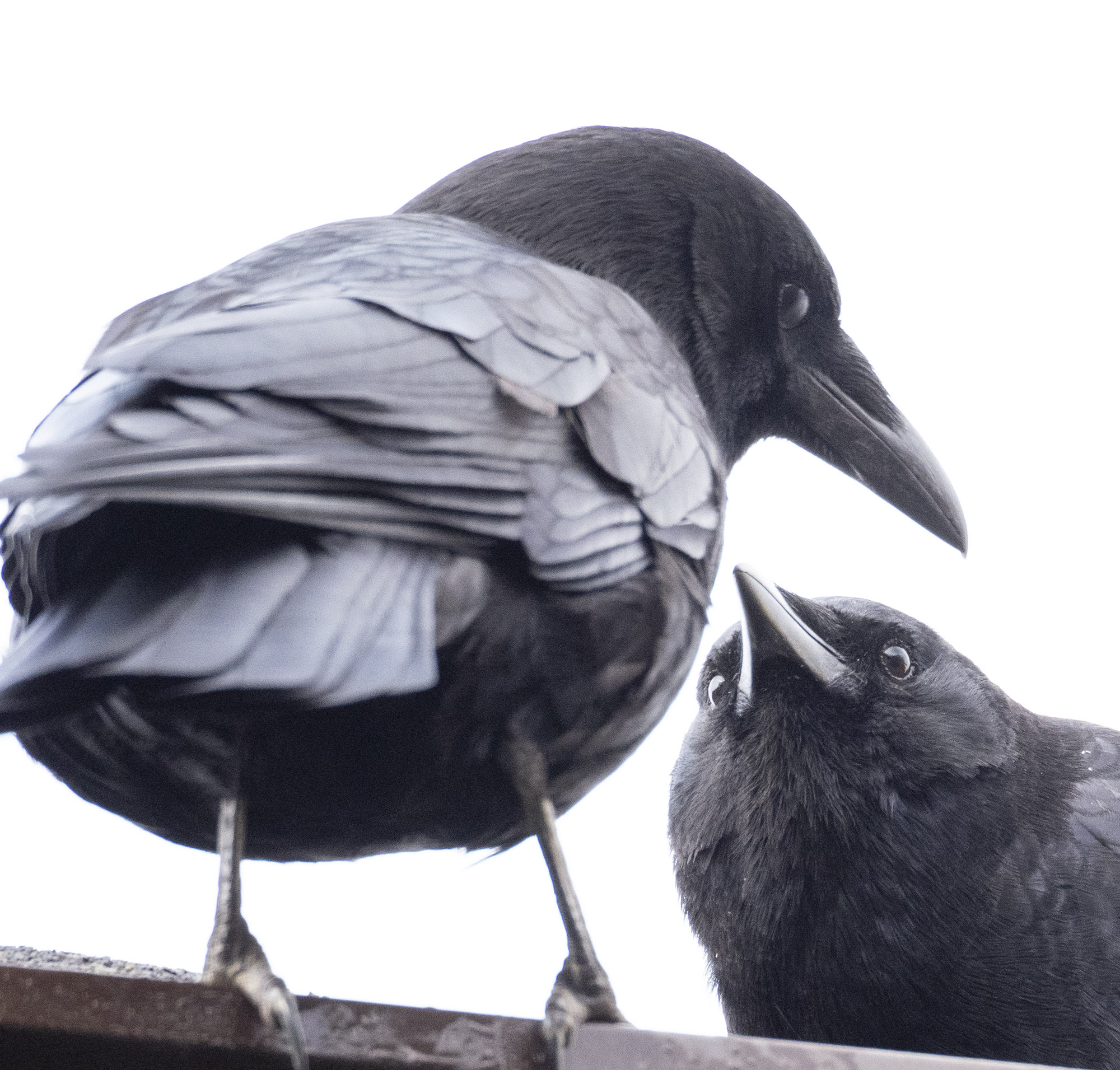 Crow Conversation | The Urban Nature Enthusiast