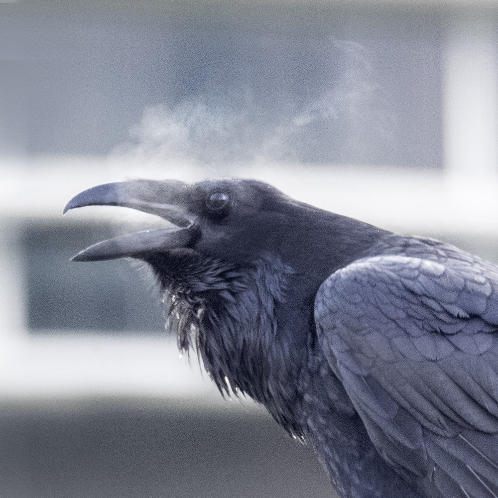 Raven Breath in Cold Air | The Urban Nature Enthusiast