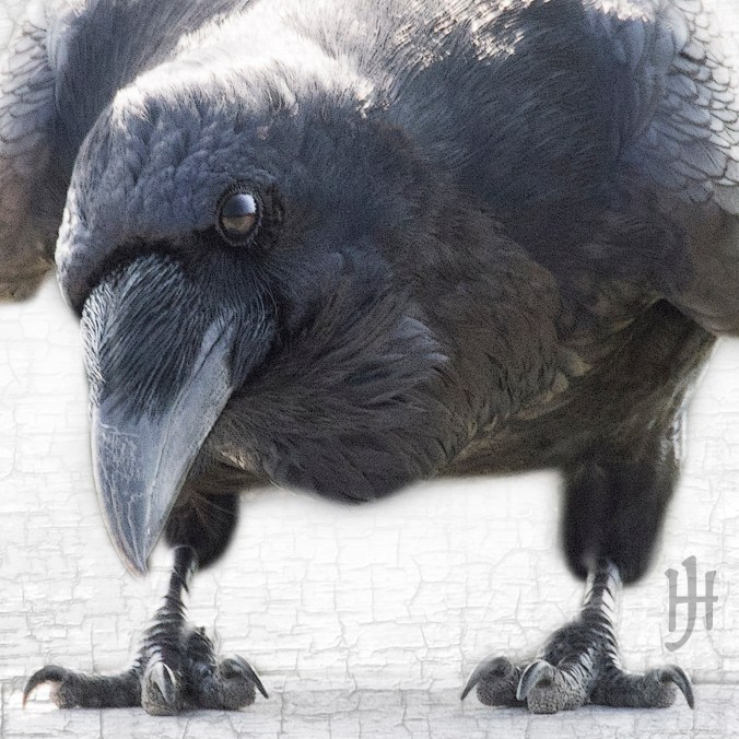 Raven Reasoning | The Urban Nature Enthusiast