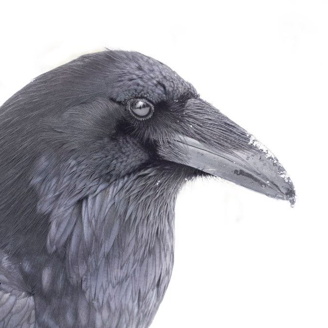 Raven Reasoning | The Urban Nature Enthusiast