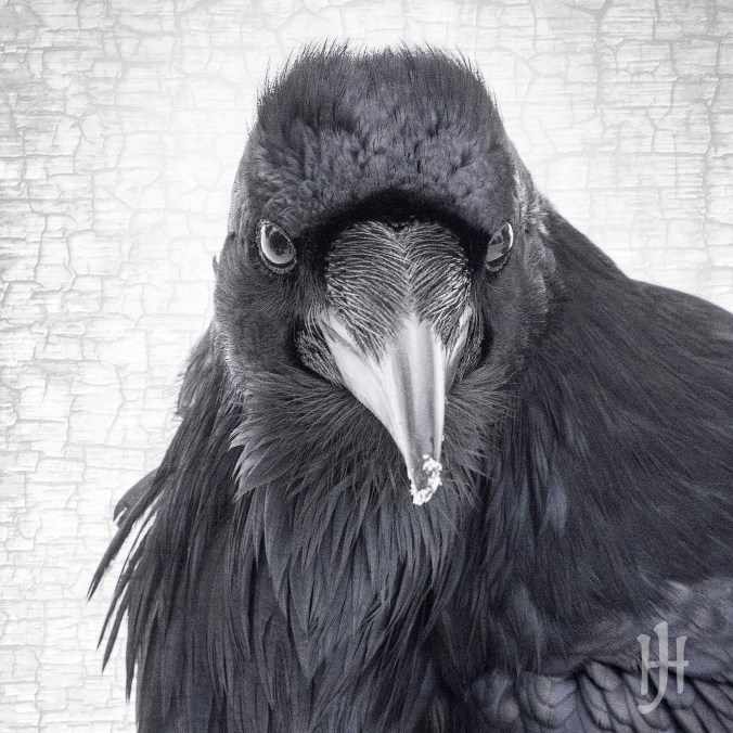 Raven Reasoning | The Urban Nature Enthusiast