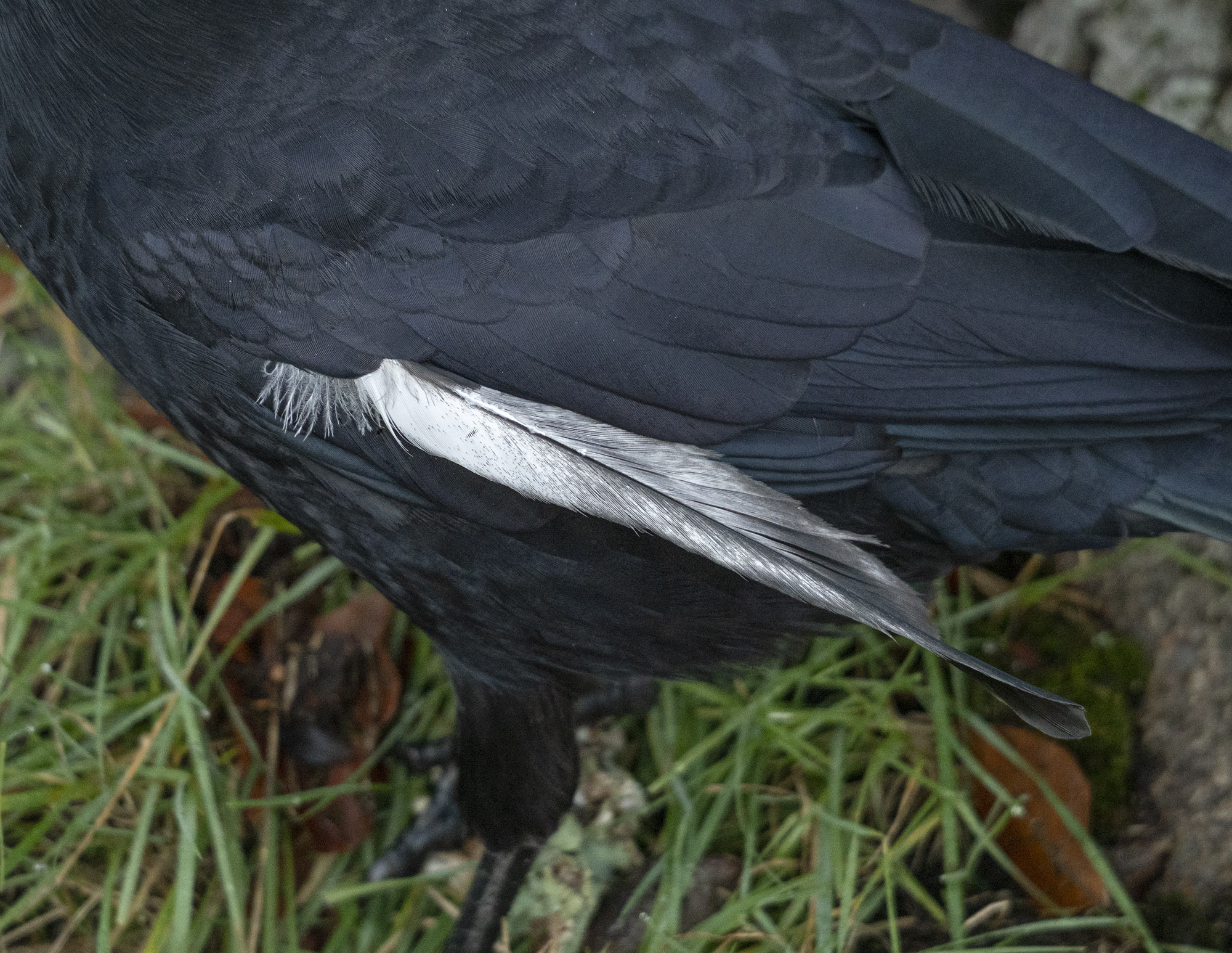 White Wing Crow Feathter | The Urban Nature Enthusiast