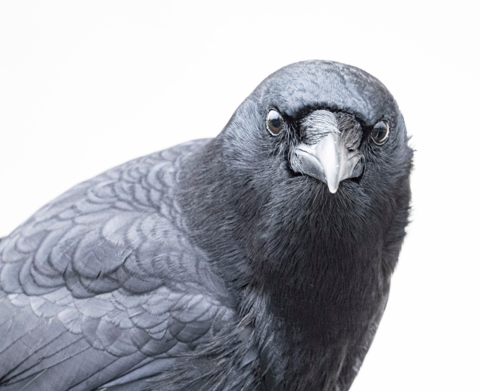 Crow Signals | The Urban Nature Enthusiast