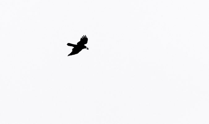 Crow Signals | The Urban Nature Enthusiast