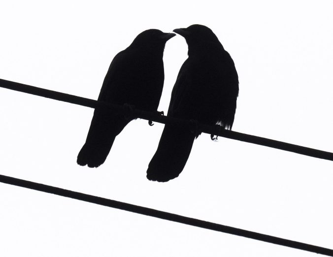 Crow Signals | The Urban Nature Enthusiast