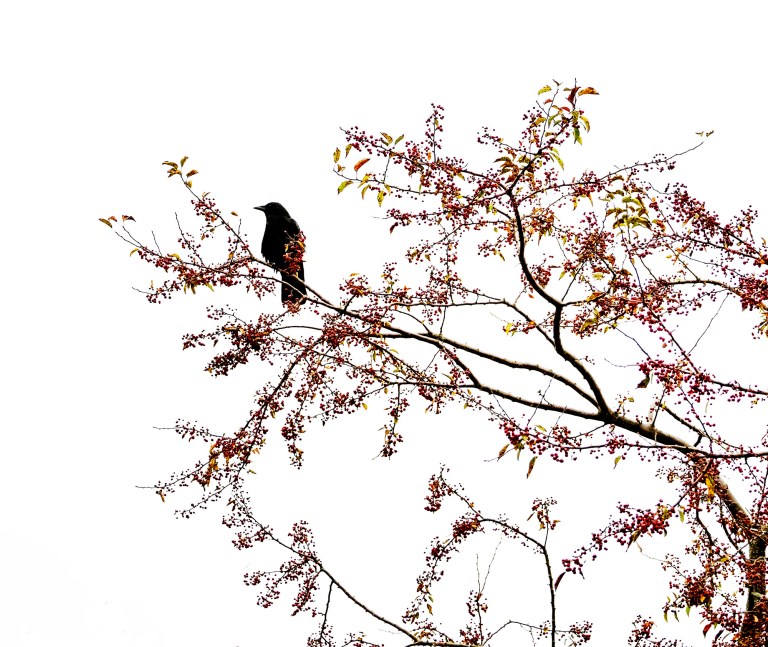 Crow Signals | The Urban Nature Enthusiast