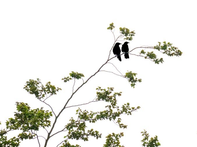 Crow Signals | The Urban Nature Enthusiast