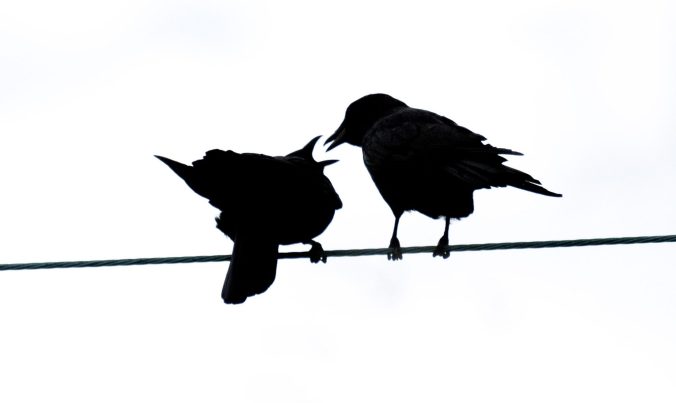 Crow Signals | The Urban Nature Enthusiast