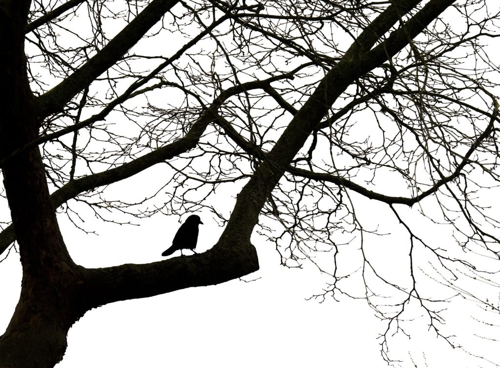 Crow Signals | The Urban Nature Enthusiast
