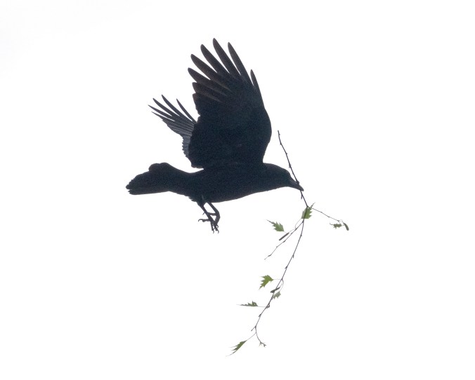 Crow Signals | The Urban Nature Enthusiast