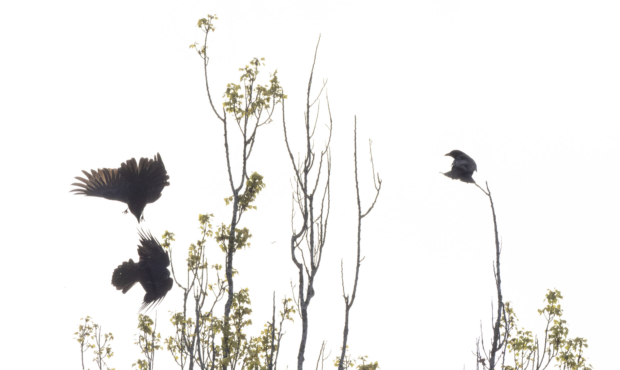 Crow Signals | The Urban Nature Enthusiast