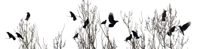 Crow Signals | The Urban Nature Enthusiast