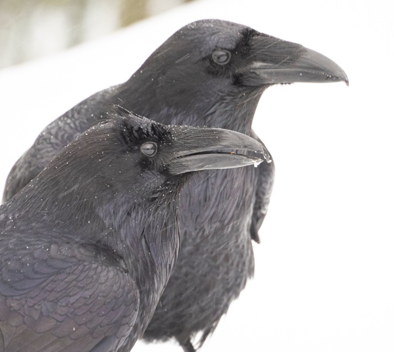 Raven Kisses | The Urban Nature Enthusiast