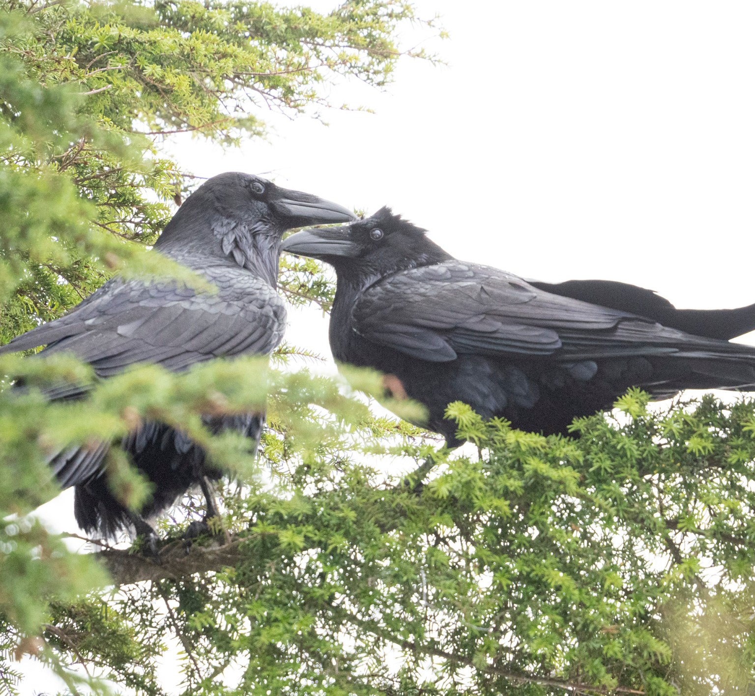 Raven Kisses | The Urban Nature Enthusiast