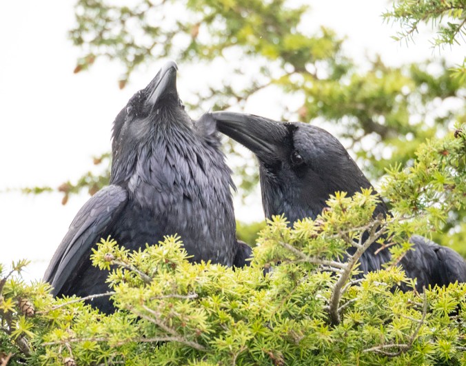 Raven Kisses | The Urban Nature Enthusiast