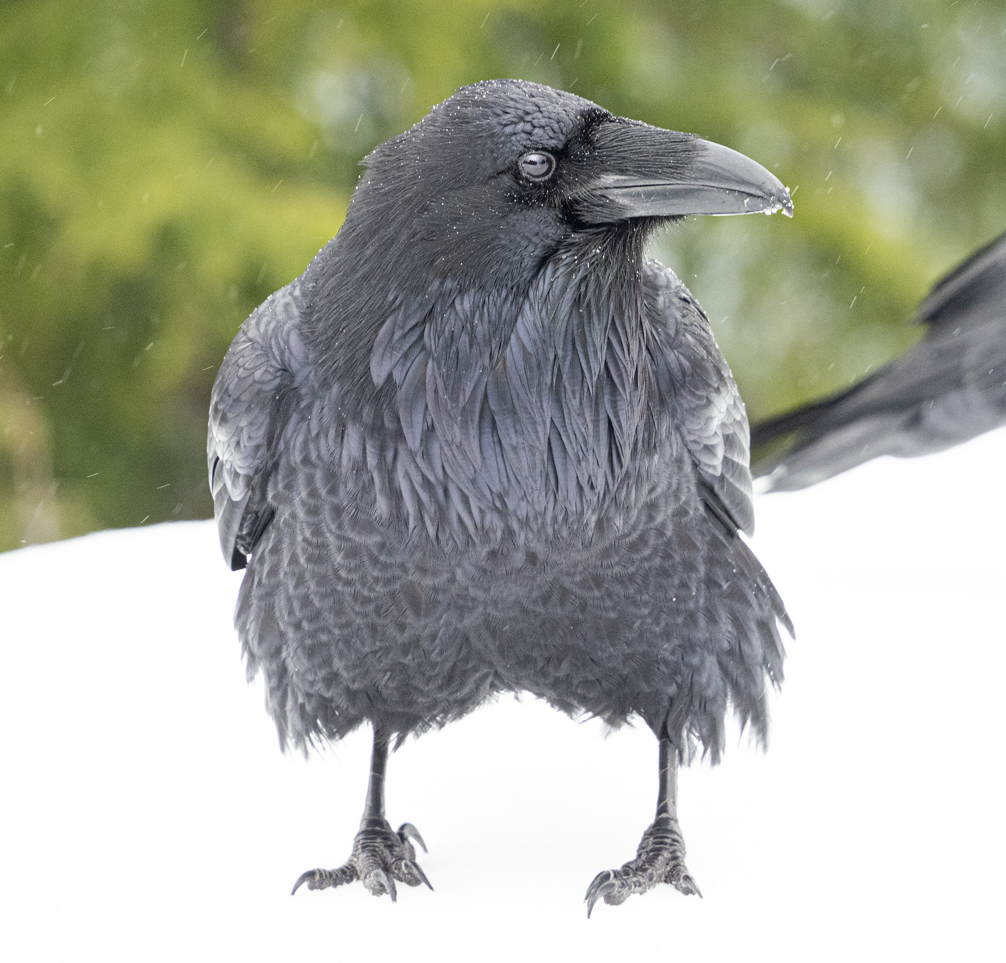 Raven stands in snow | The Urban Nature Enthusiast