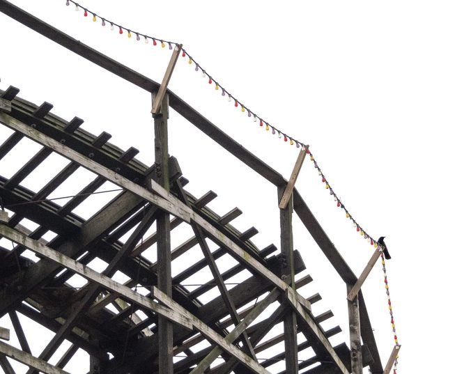 Crow Signals | The Urban Nature Enthusiast