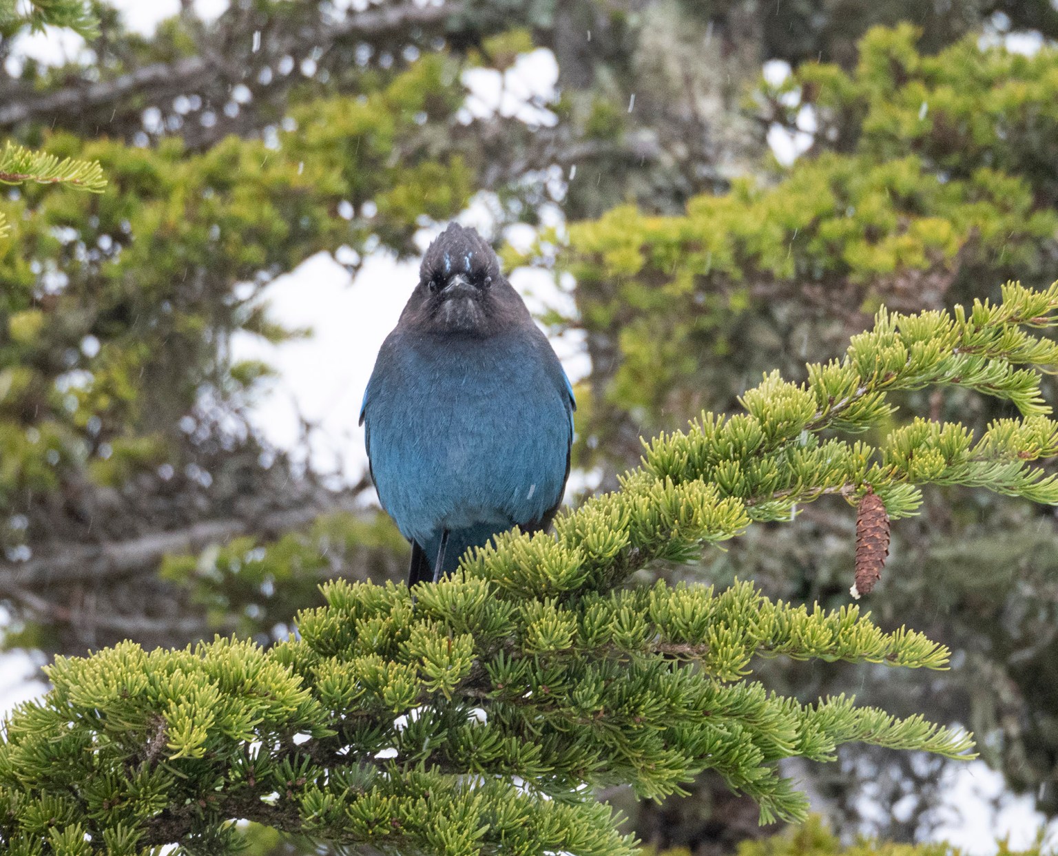 Raven Kisses | The Urban Nature Enthusiast