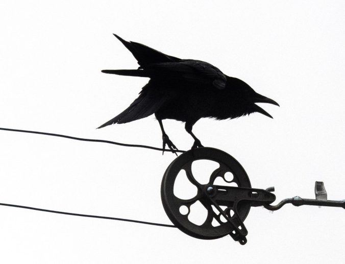 Crow Signals | The Urban Nature Enthusiast