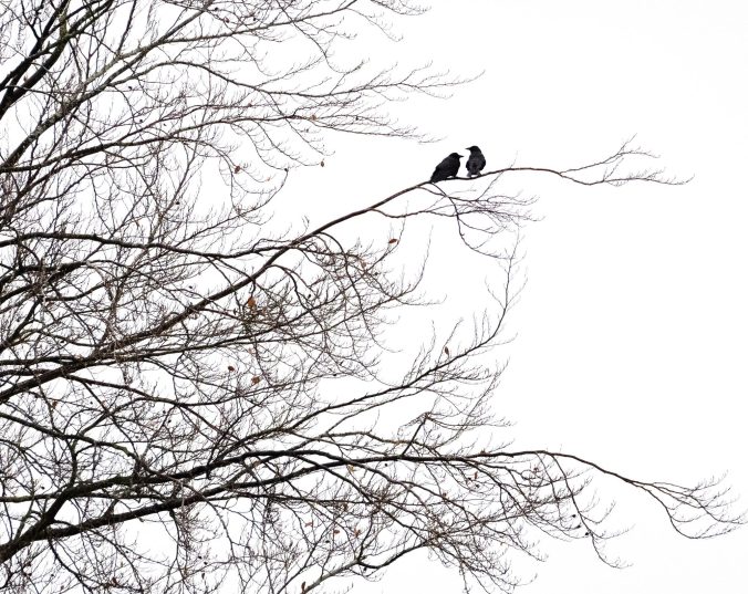 Crow Signals | The Urban Nature Enthusiast