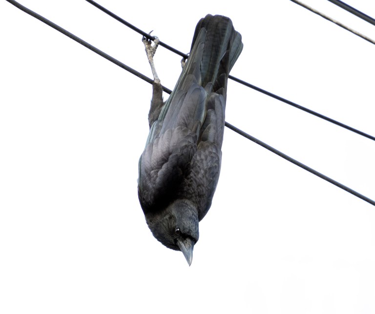crow hanging upside down | The Urban Nature Enthusiast