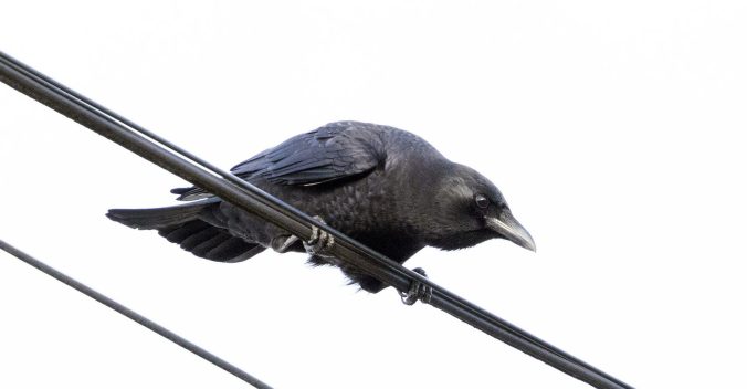 crow hanging upside down | The Urban Nature Enthusiast