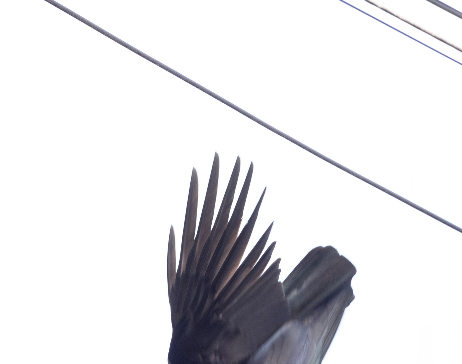 crow hanging upside down | The Urban Nature Enthusiast