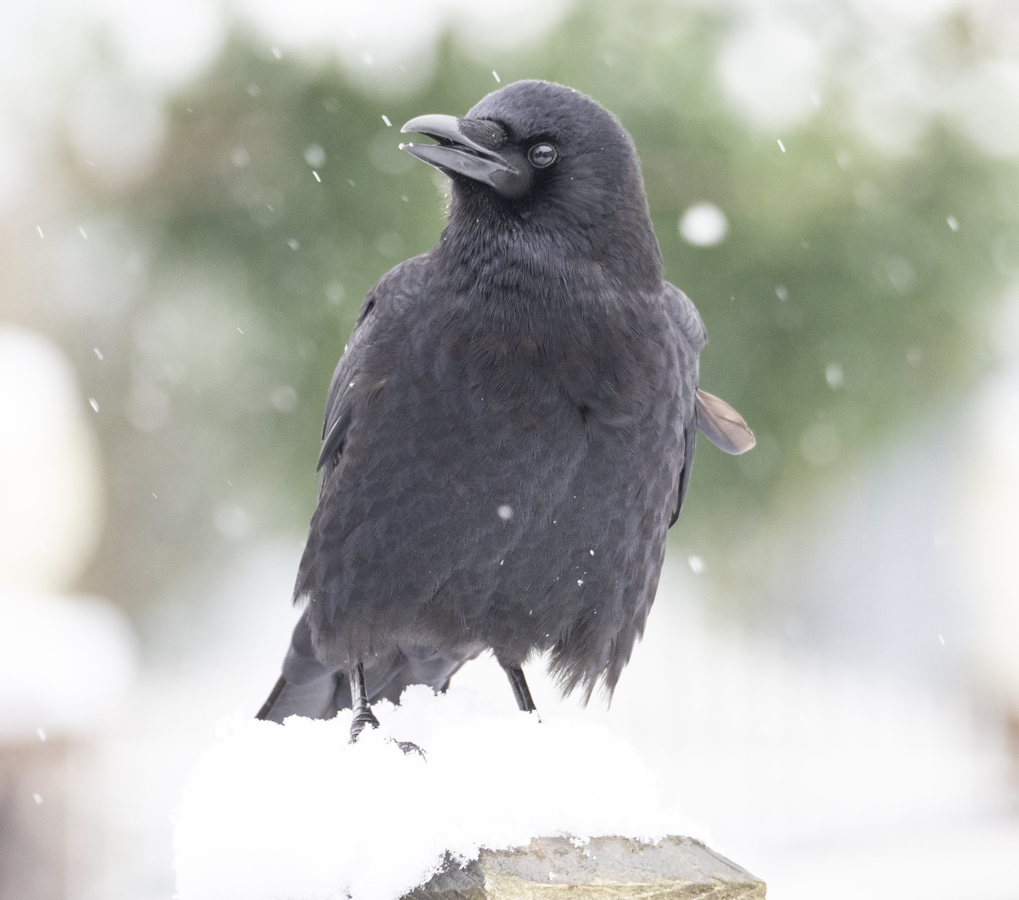 Snow Crow | The Urban Nature Enthusiast