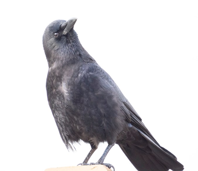 Crows | The Urban Nature Enthusiast