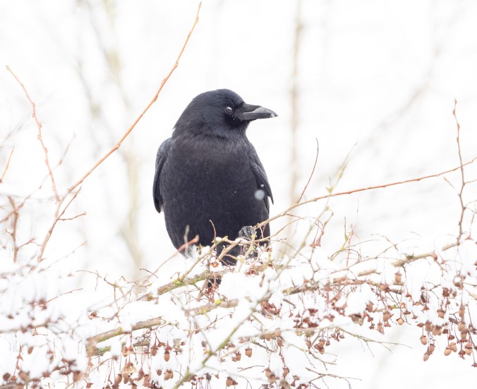 Crows | The Urban Nature Enthusiast