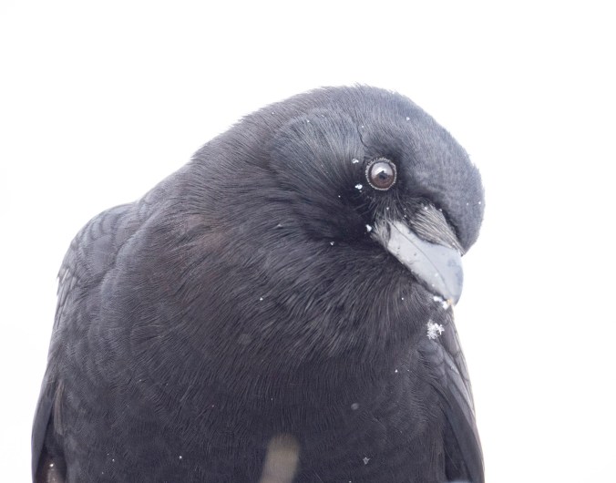 Crows | The Urban Nature Enthusiast
