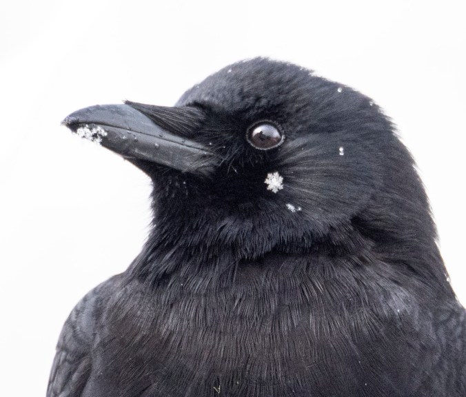 Crows | The Urban Nature Enthusiast