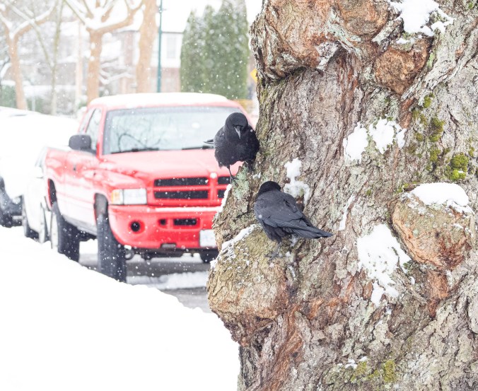 Crows | The Urban Nature Enthusiast